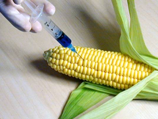 Biotechnology Report: 1000 hectares of genetically modified maize grows ...